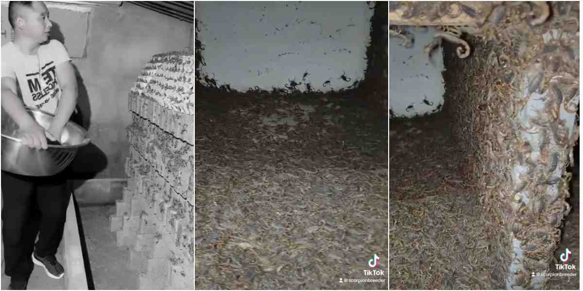 Man Breeds Deadly Scorpions, Reportedly Sells their Venom for ₦30 ...