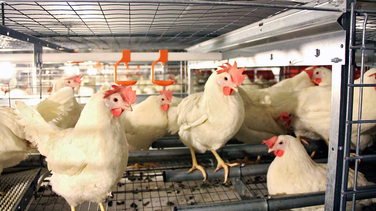 ‘Poultry Farming is No Longer Lucrative Like in The Past’ – Thepodiummedia