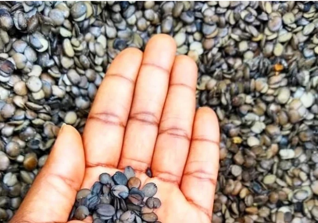 Six Ways to Maximise Nutritional Benefits of Locust Beans – Thepodiummedia
